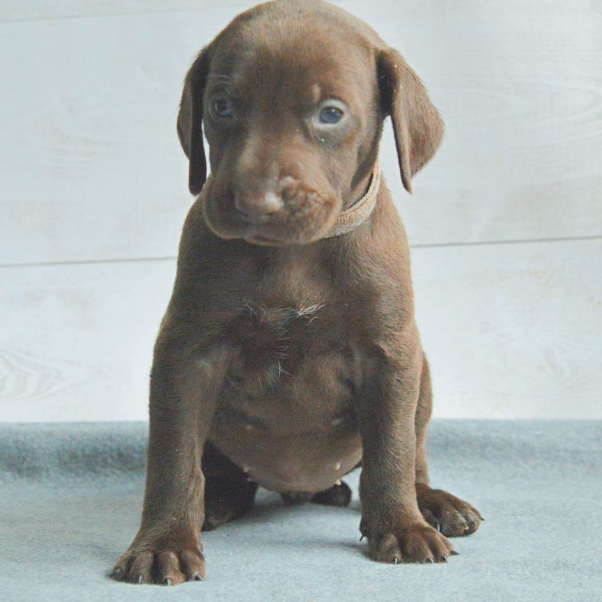 Курцхаар, щенок