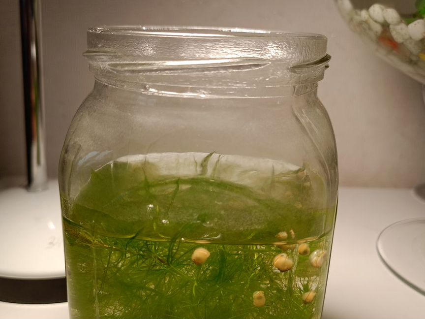 Ампулярии детки