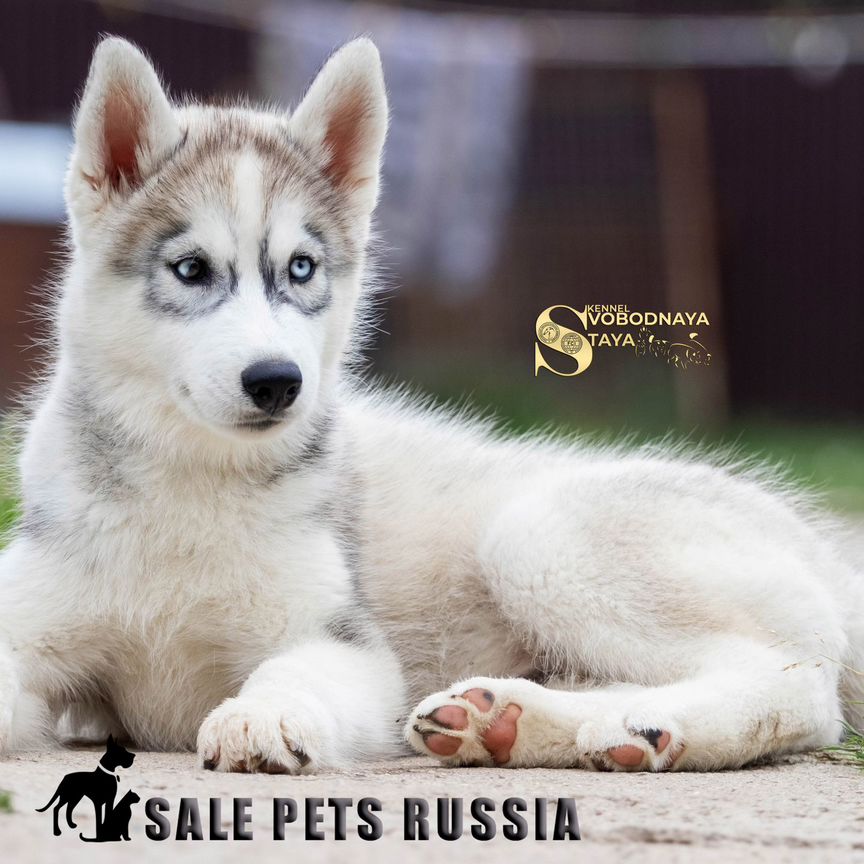 Сибирский хаски