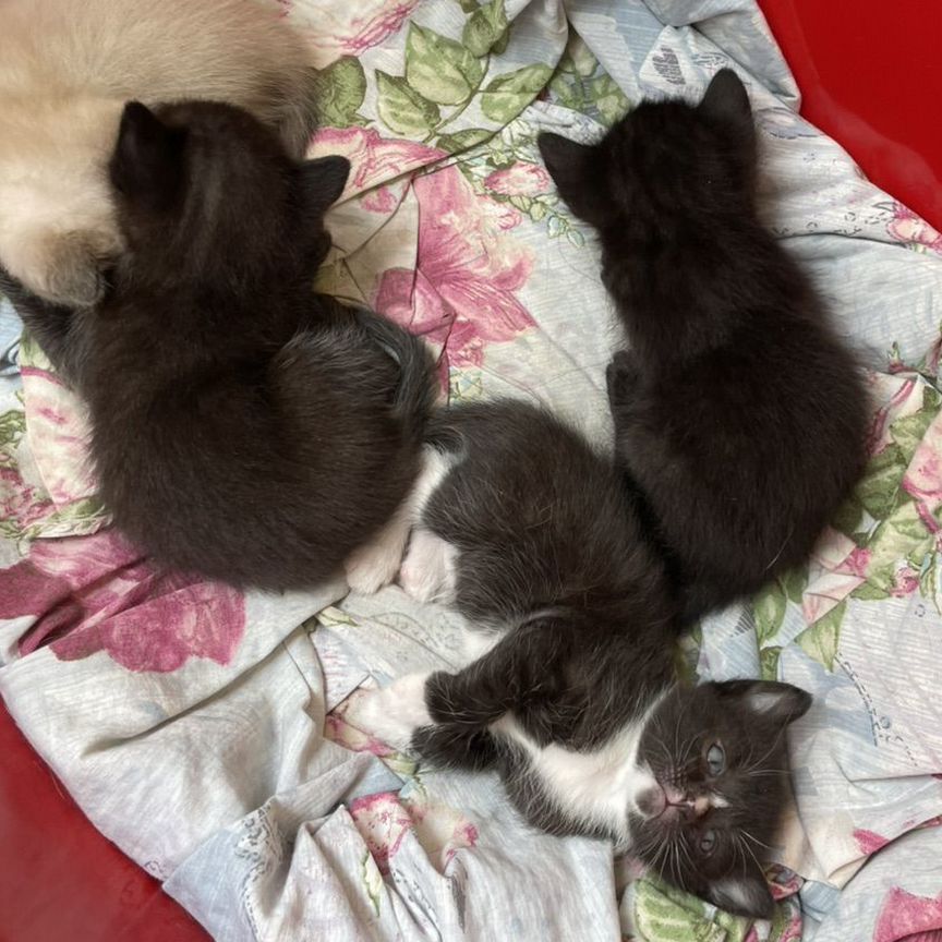 Котята в добрые руки бесплатно
