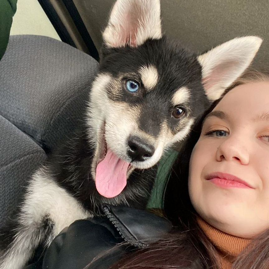 Сибирский хаски бесплатно