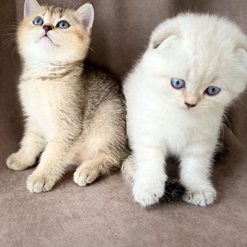 Британские котята