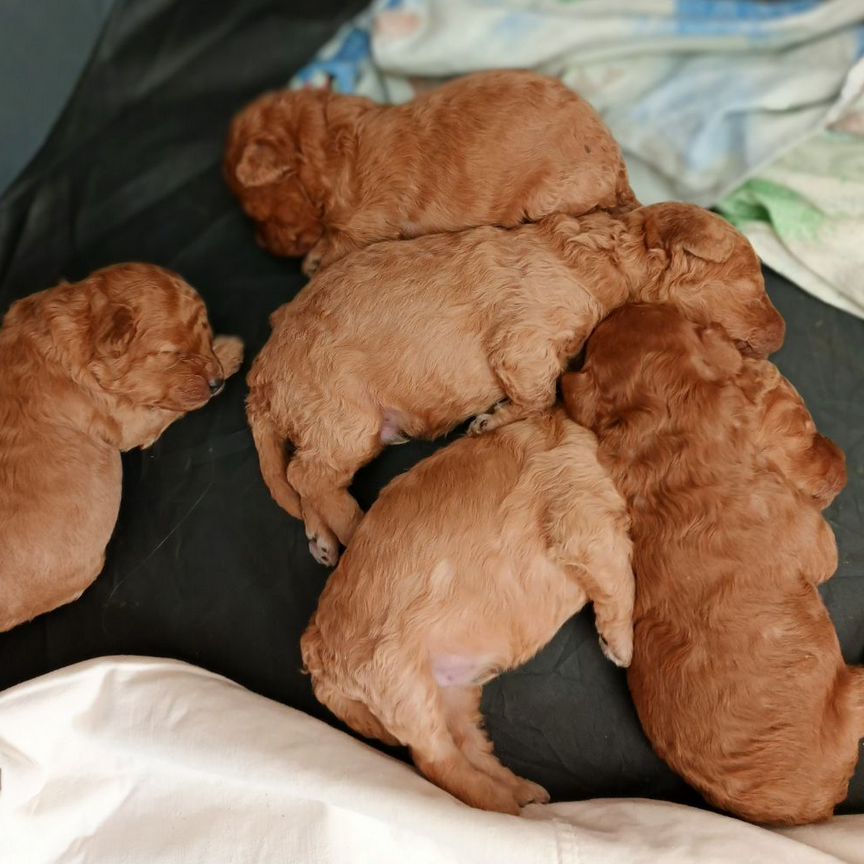 Той-пудель, щенок