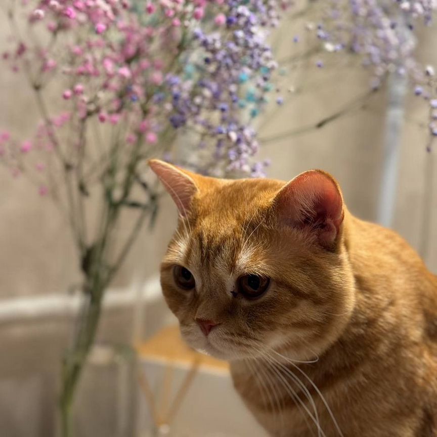 Шотландский кот