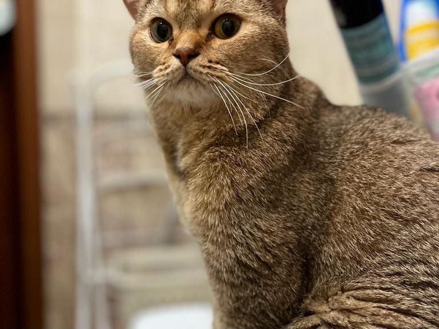 Коты в одни руки порода шиншилла