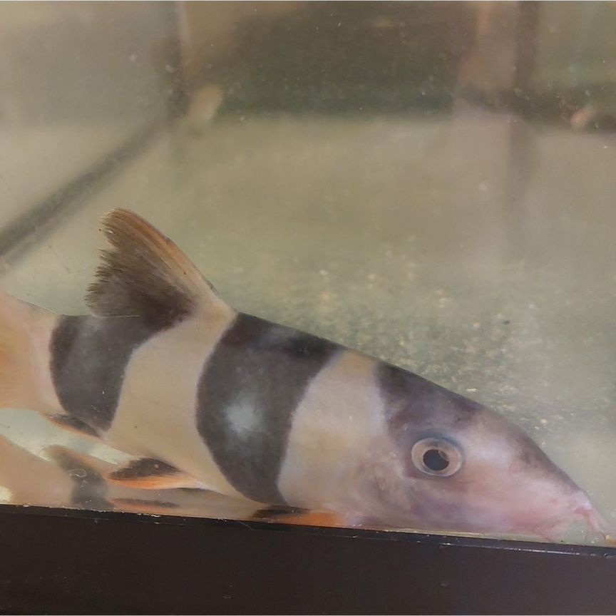 Боция клоун отдам в добрые руки