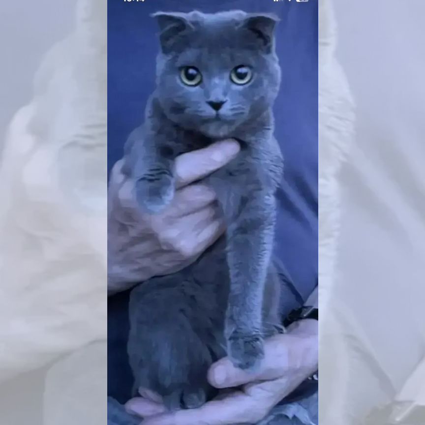 Шотландский вислоухий короткошёрстный котёнок