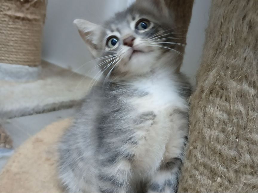 Котятки 3 девчонки)