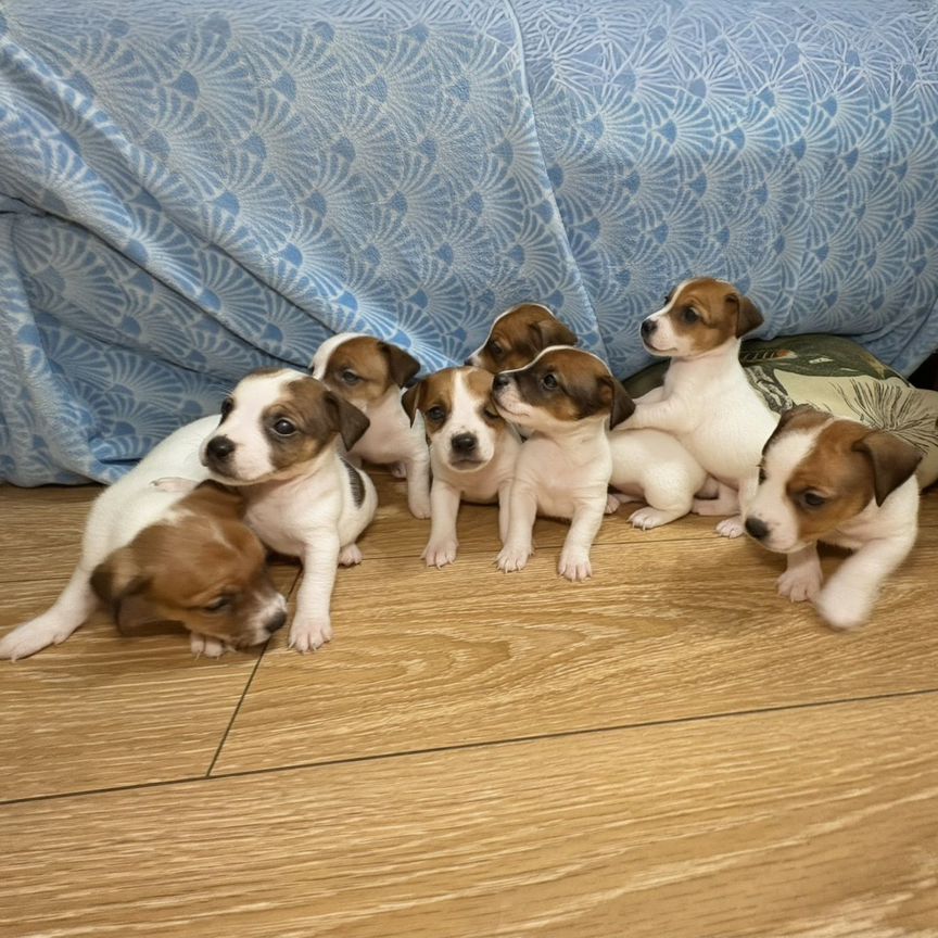 Джек-рассел-терьер, щенок
