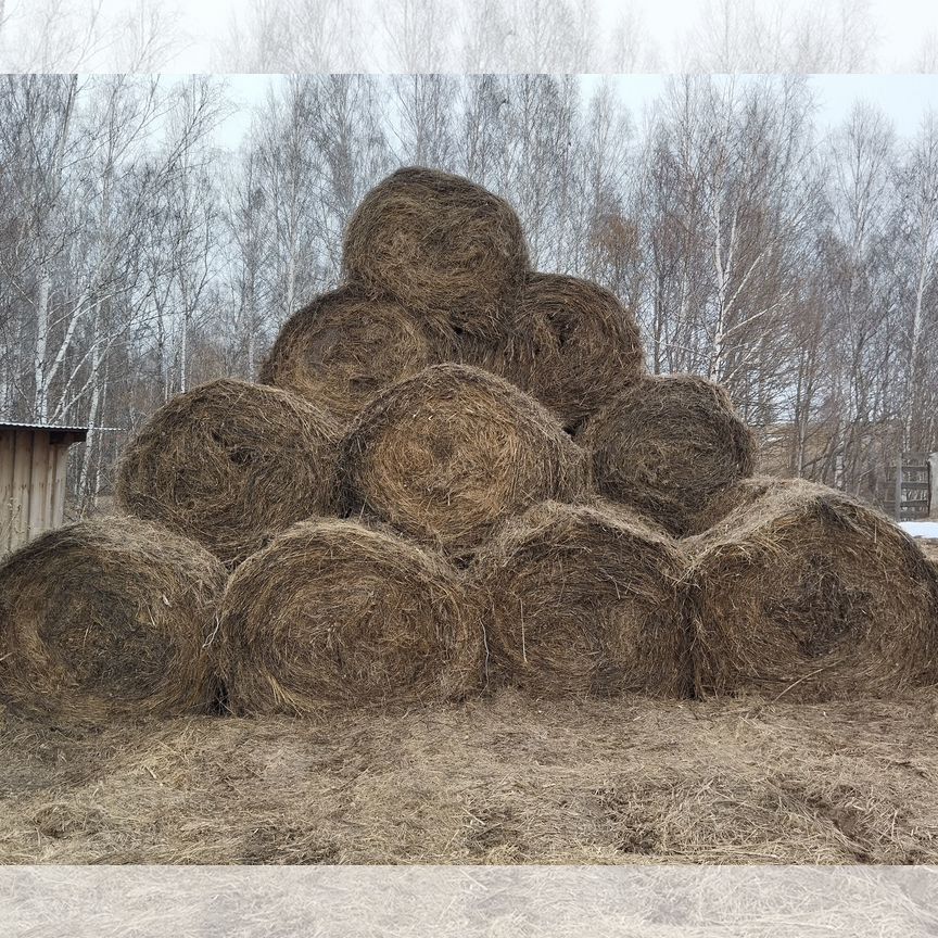 Продам сено в рулонах