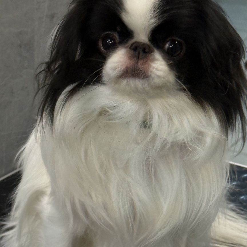 Модель на груминг