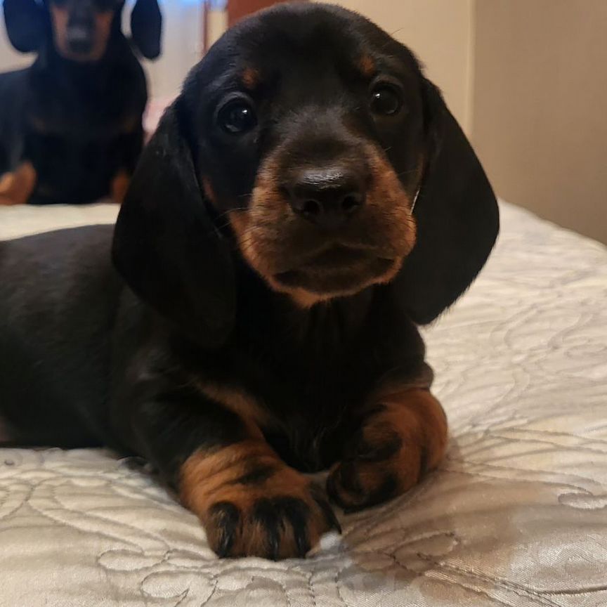 Мальчики таксята ищут родителей