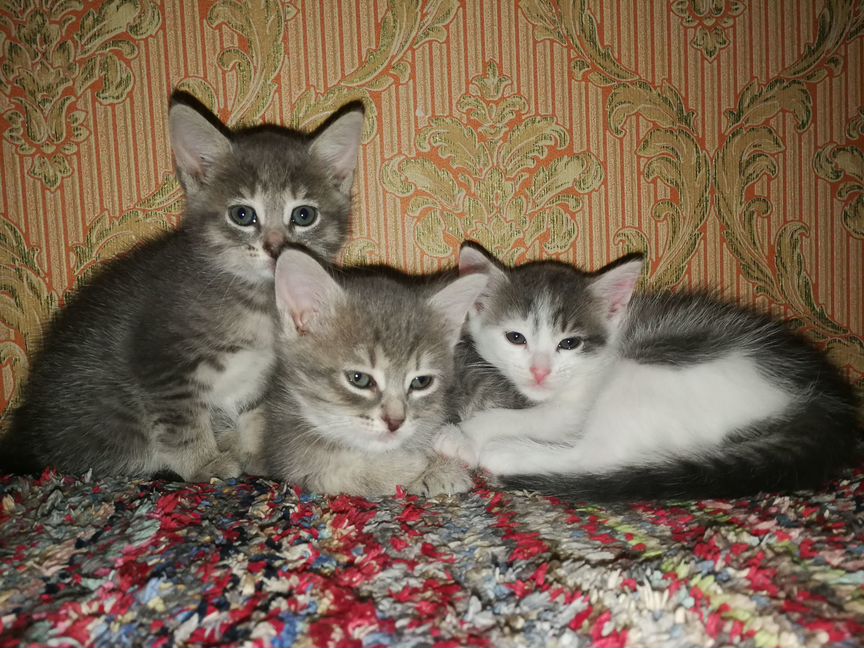 Котята в добрые руки