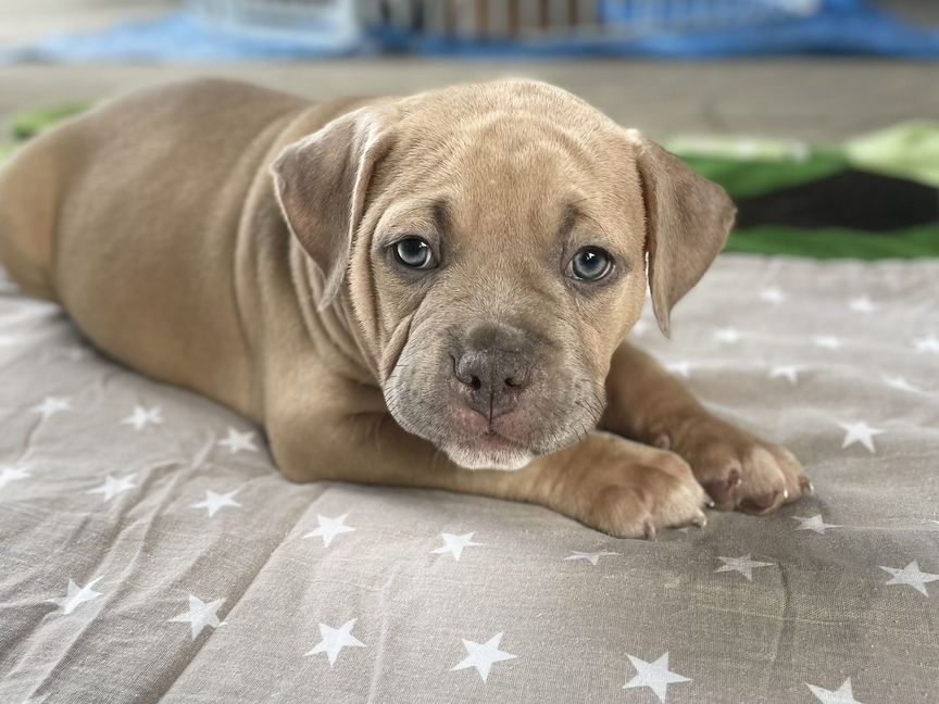 Американский булли покет