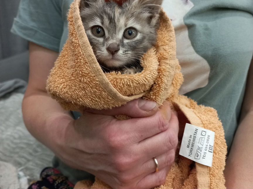 Котеночек Мика ищет дом