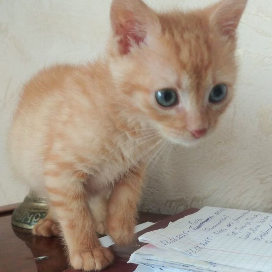 Рыжие котята 1,5 мес мальчики