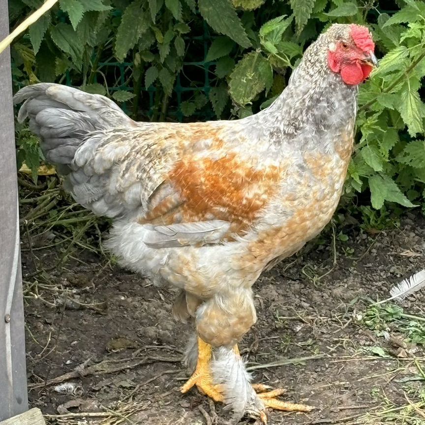 Молодые петушки