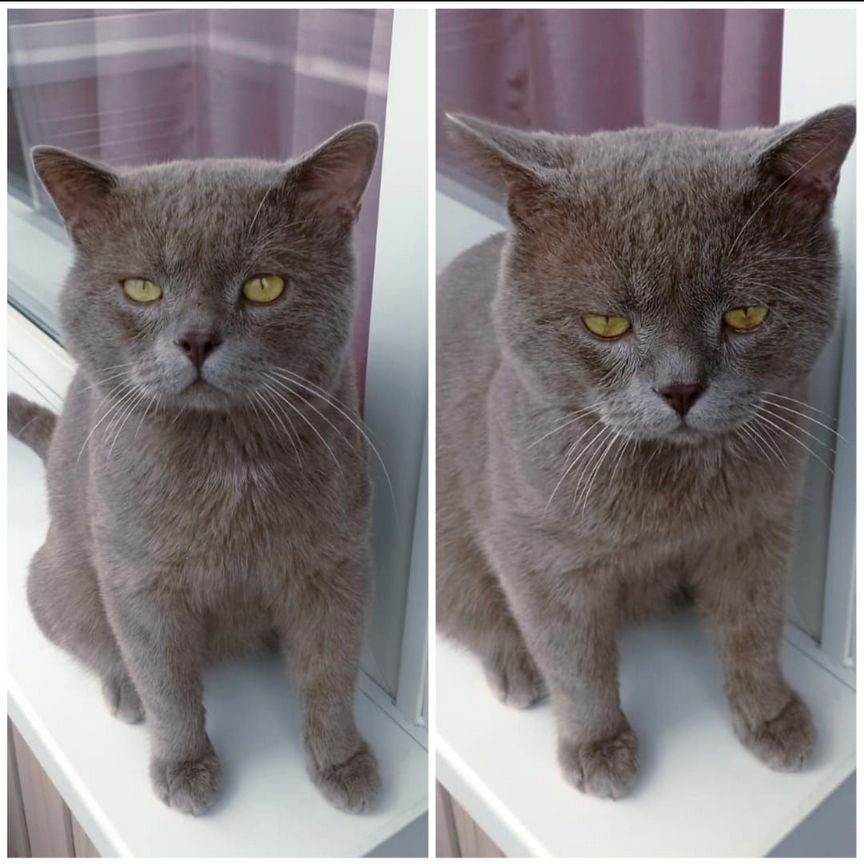 Кот британец нуждается в доме