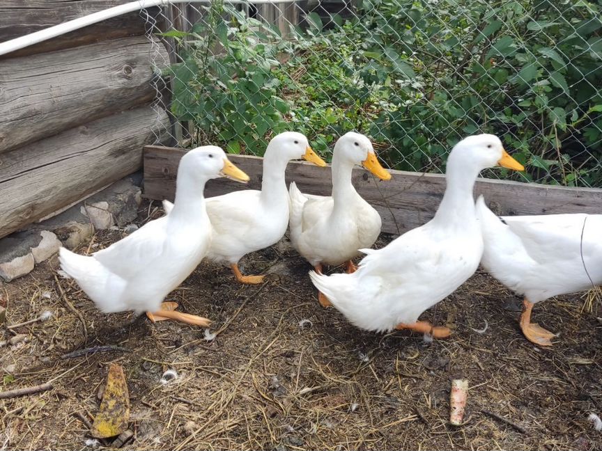 Утка порода черри велли