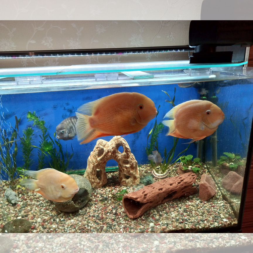 Северум красноточечный