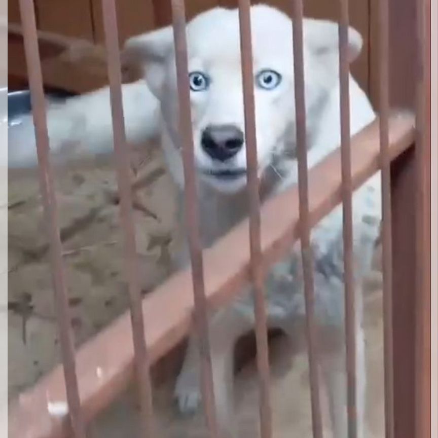 Взрослая собака в добрые руки