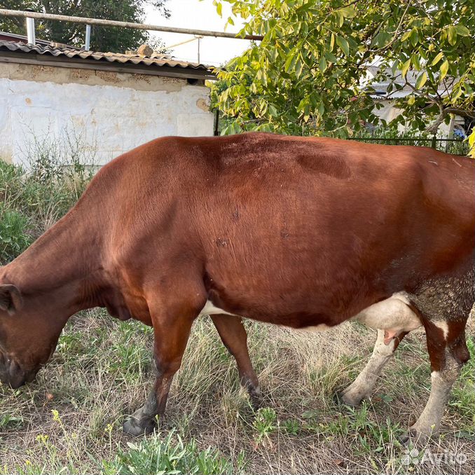 Корова высокоудойная