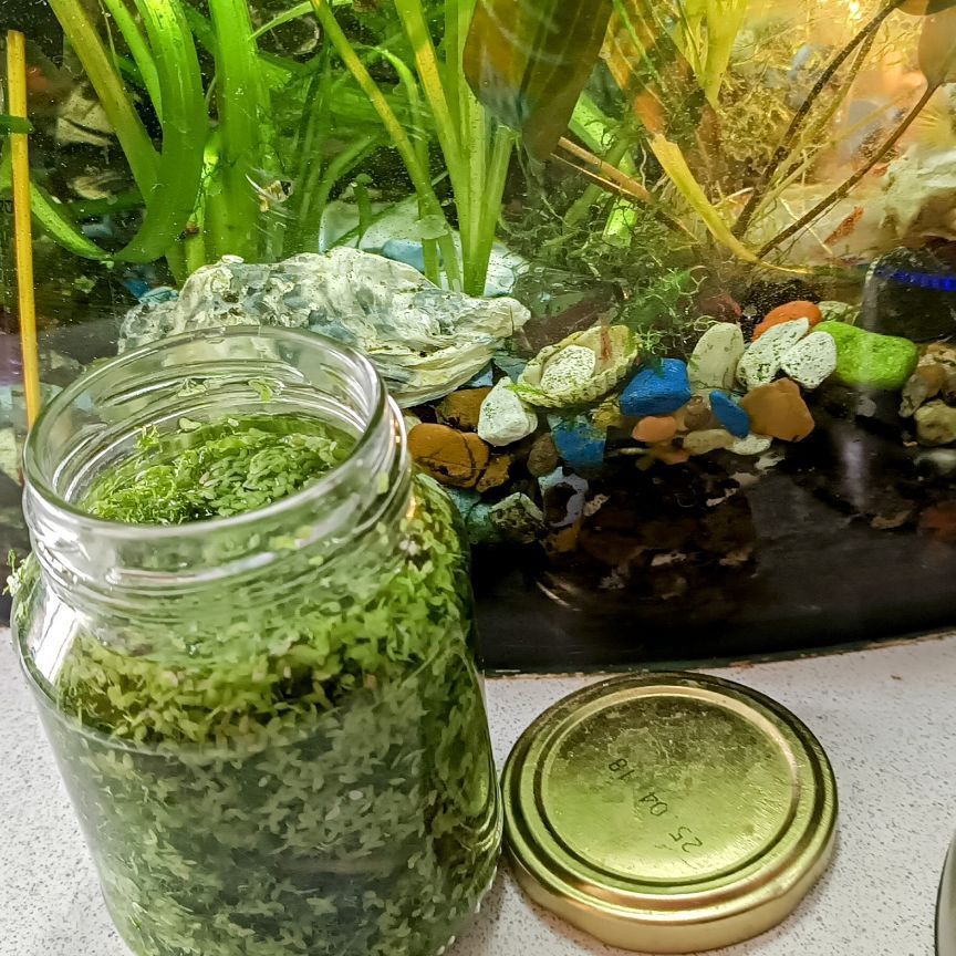 Аквариумные растения