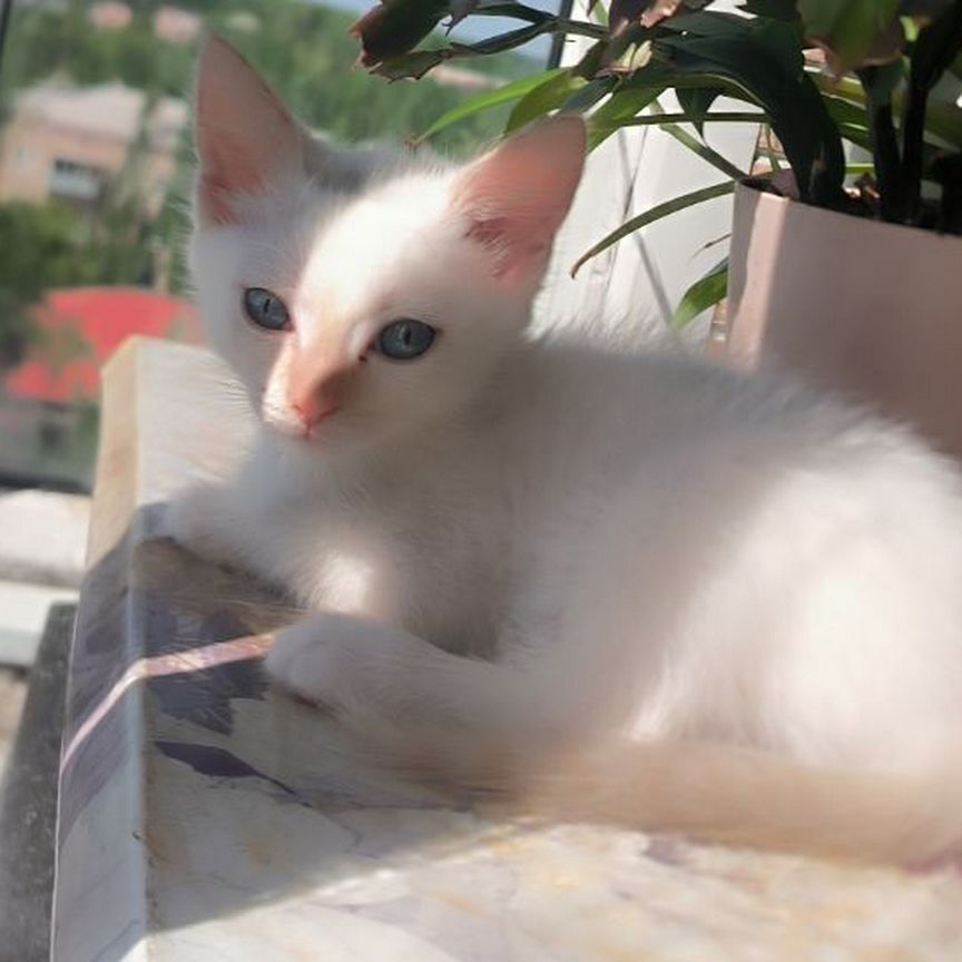 Котёнок в добрые руки