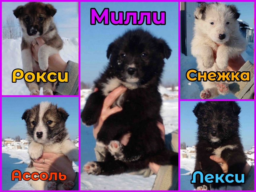Шенки