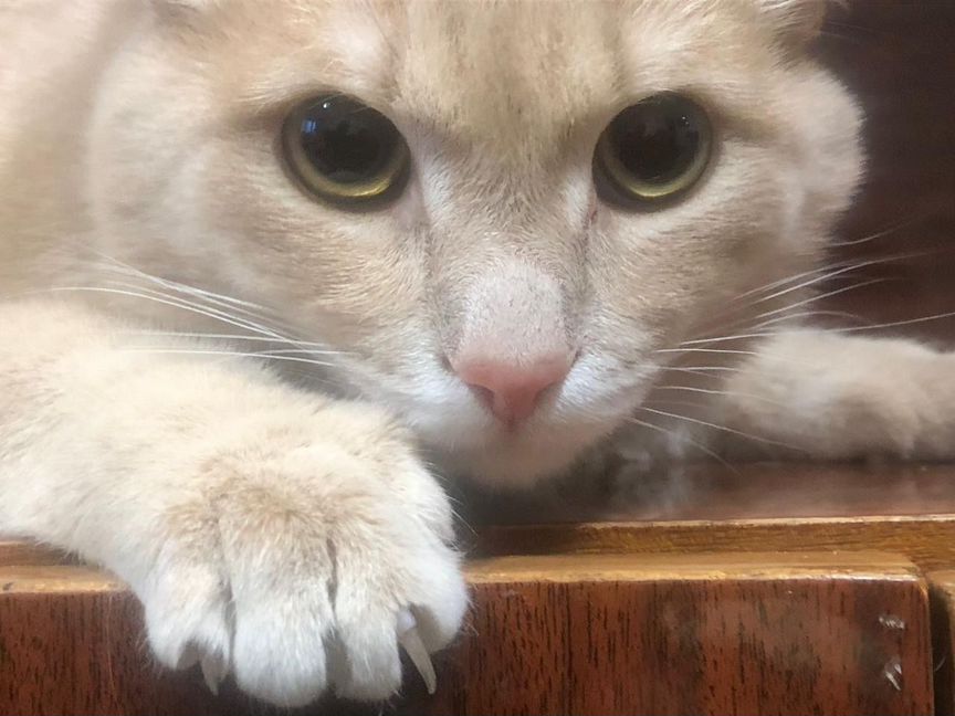 Кот в добрые руки