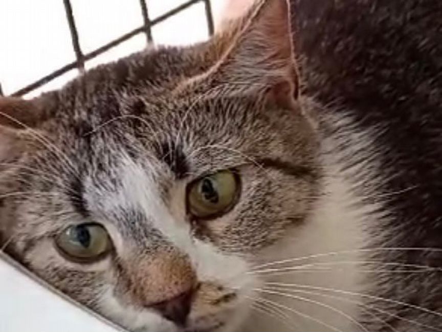 Кошечка в добрые ручки