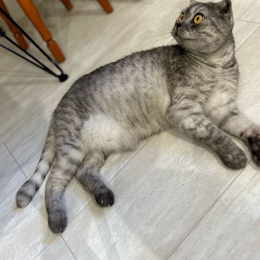 Шотландская вислоухая кошка