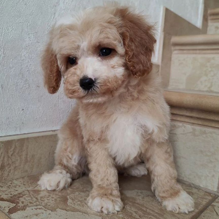 Лабрадудль, щенок