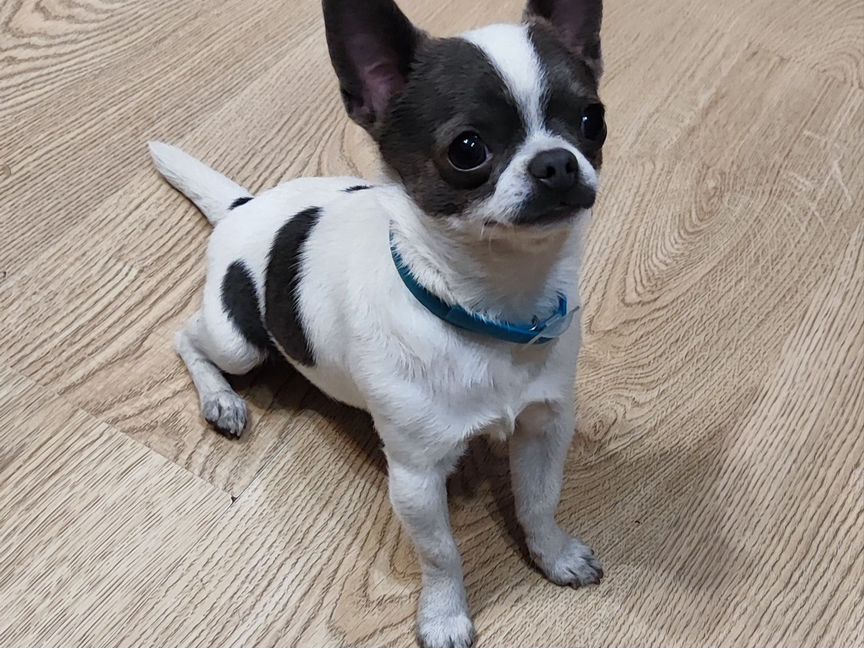 Вязка кобель чихуахуа мини