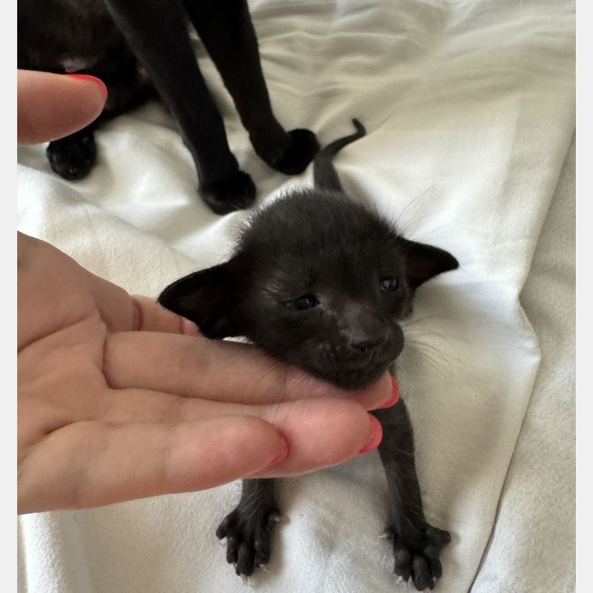 Ориентальные котята