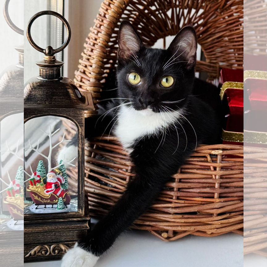 Котёнок в добрые руки