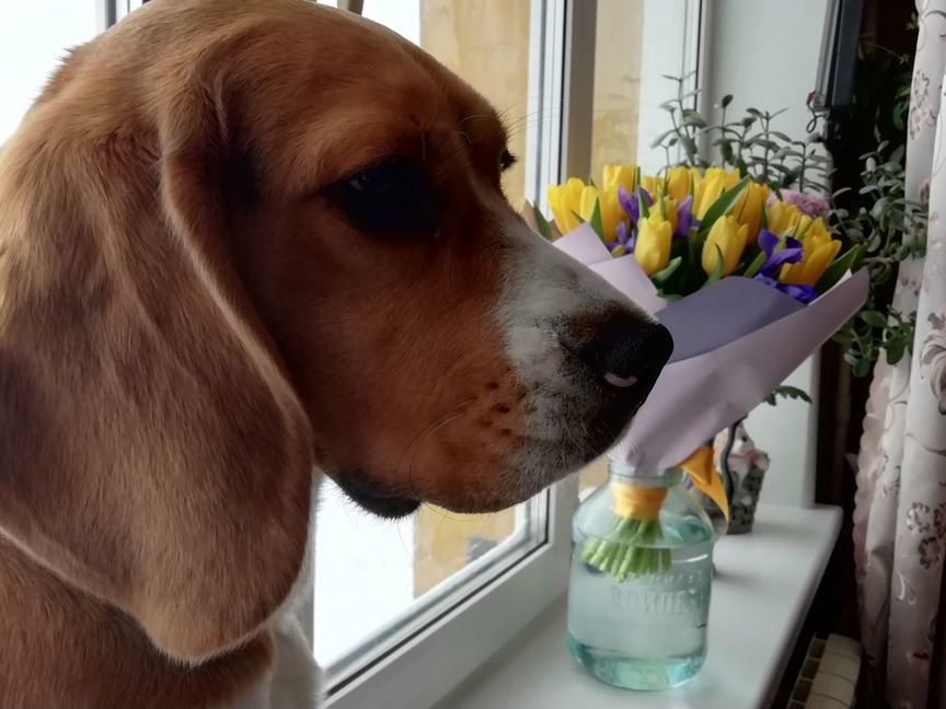 Вязка кобель бигль