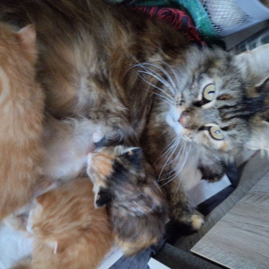 Котята