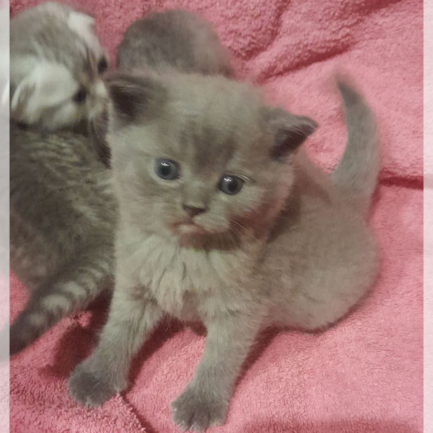 Шотландский вислоухий короткошёрстный котёнок