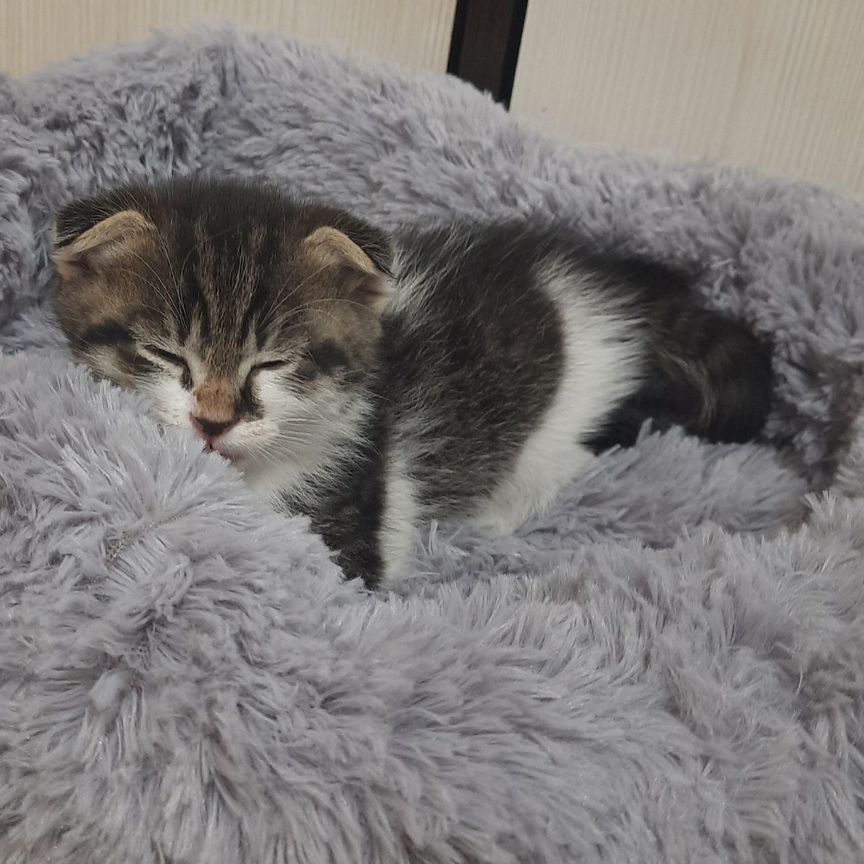 Котенок в добрые руки