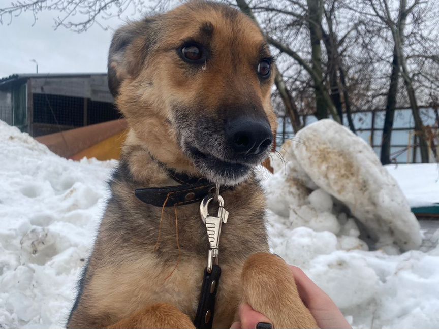 Собака Лакки пропадет в приюте