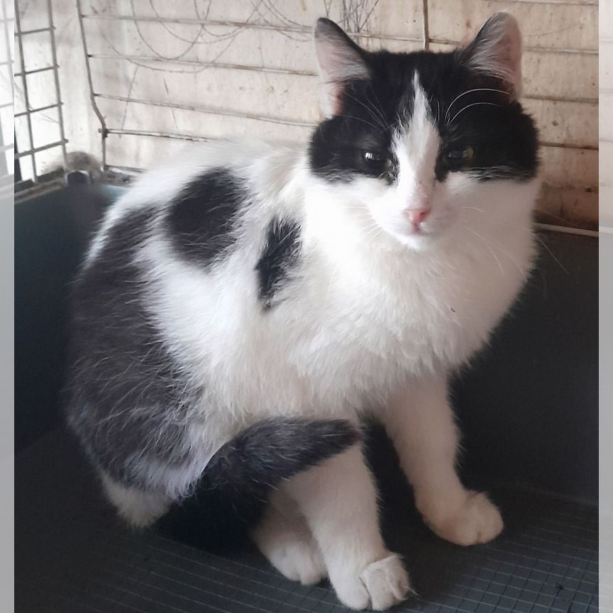 Котик Зайка