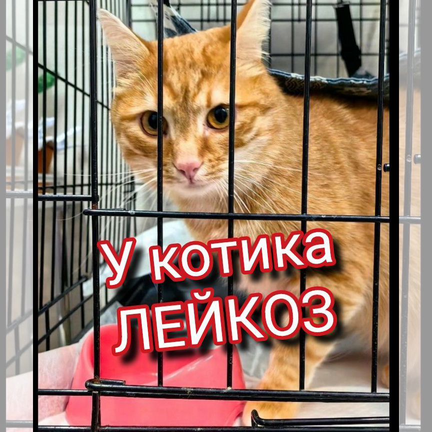 Взрослый кот в добрые руки