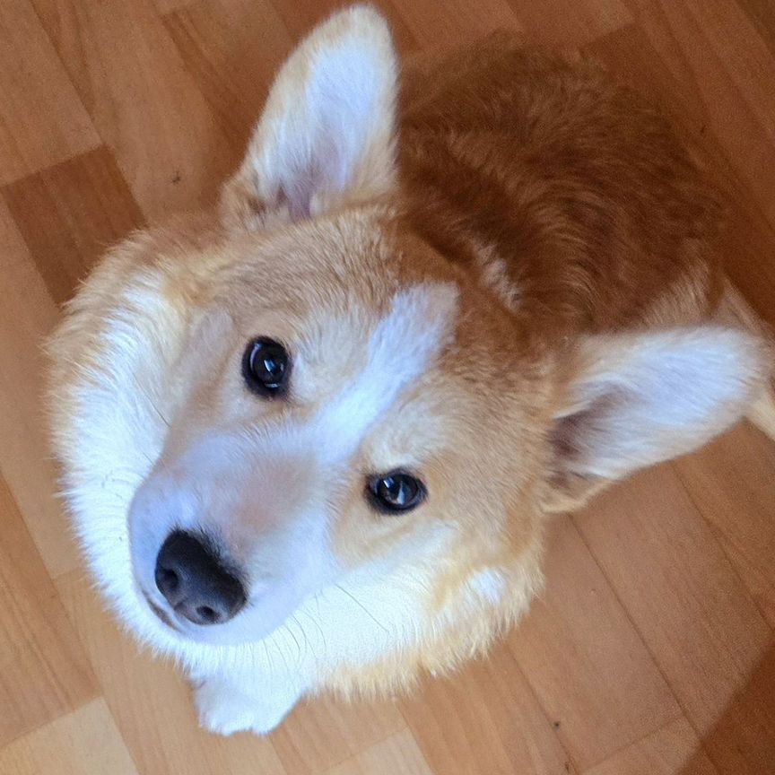 Вельш Корги Пемброк, щенок