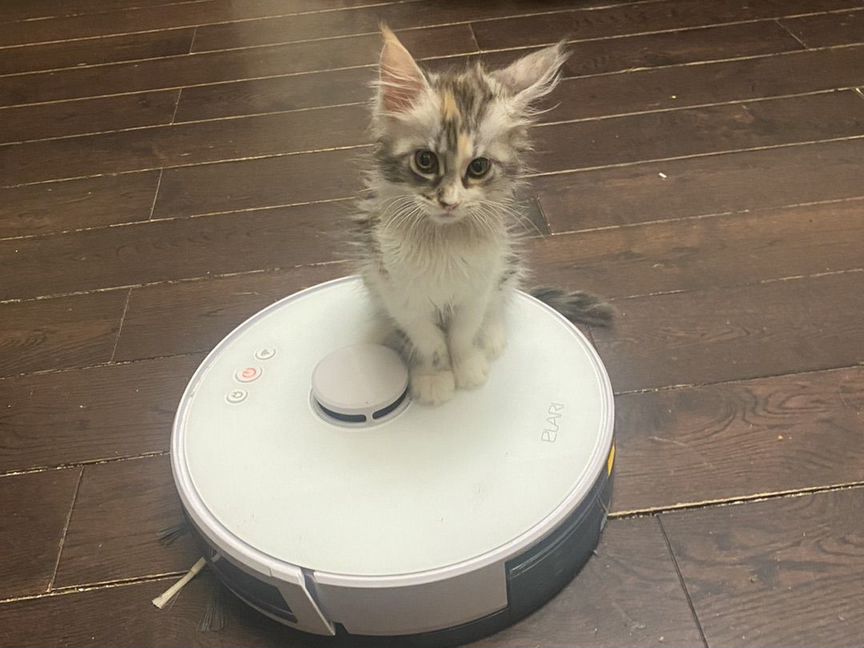 Продам мейкун