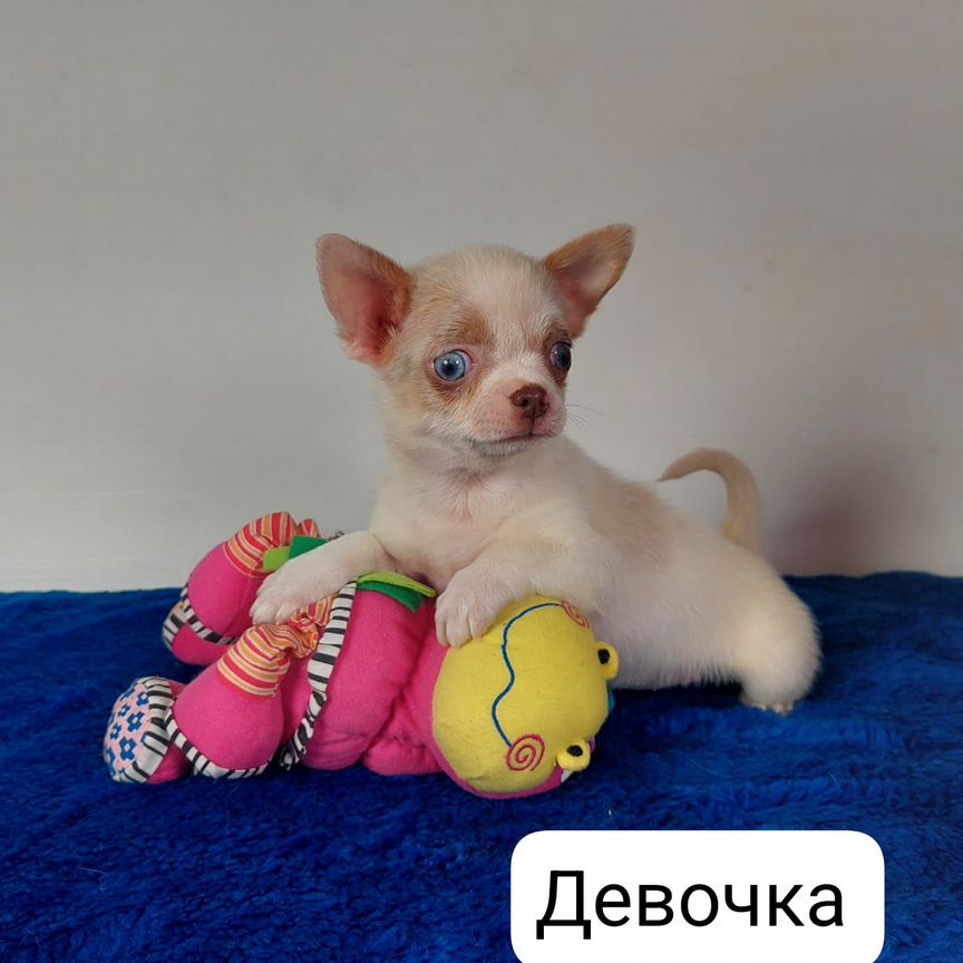 Кукляшные чихуахуа