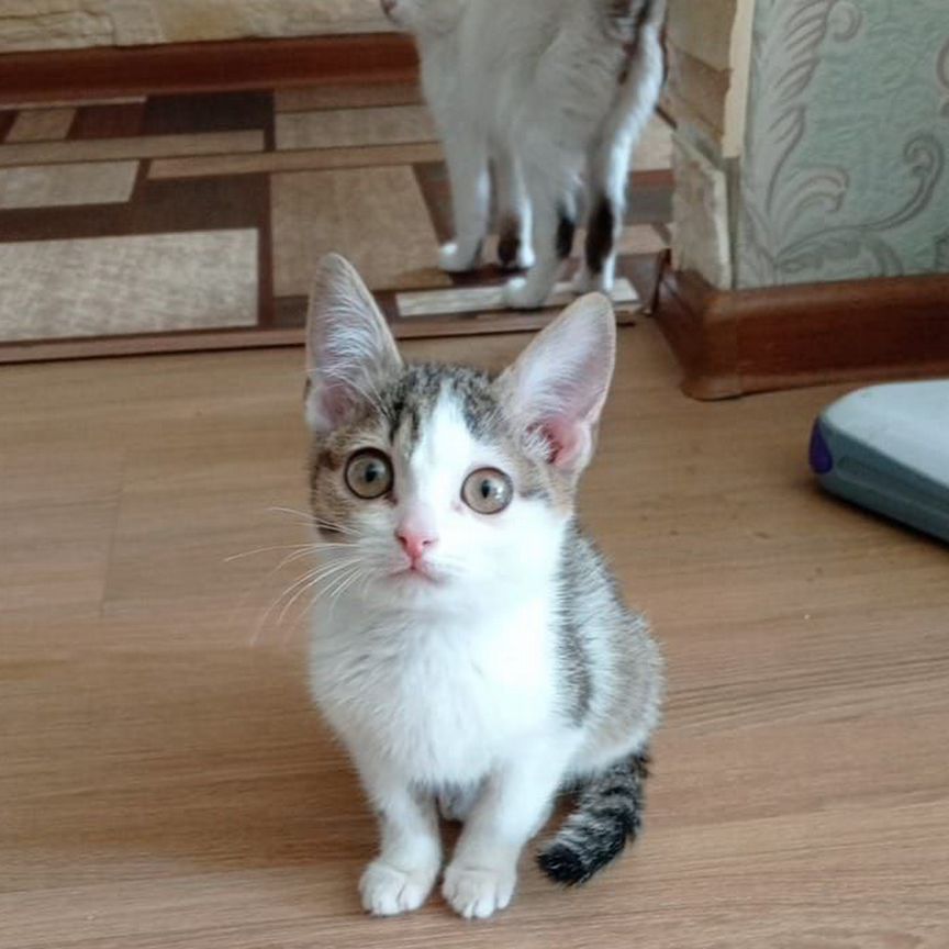 Котята