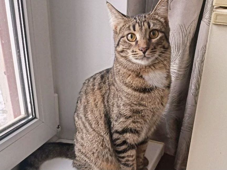 Ласковый котик в добрые руки