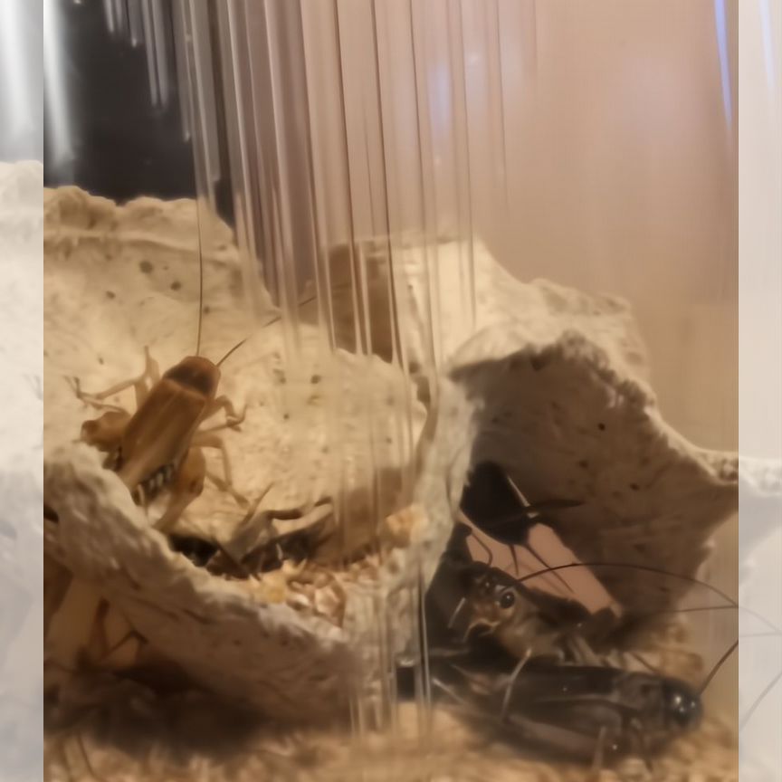 Сверчки кормовые банановые