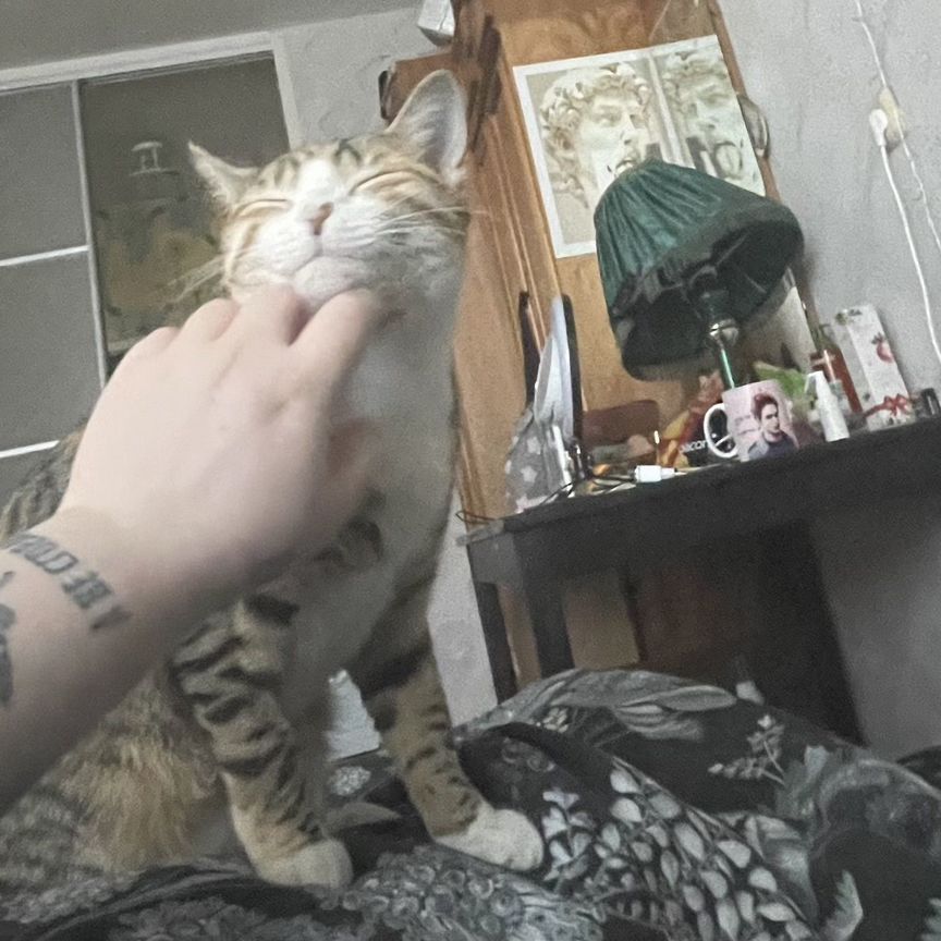 Котенок бесплатно
